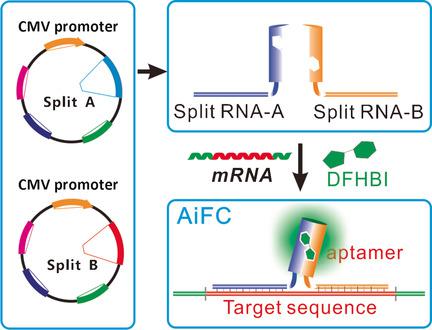In Situ Spatial Complementation of Aptamer‐Mediated Recognition Enables ...