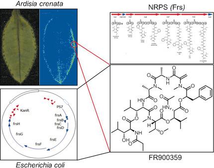 选择性Gq信号抑制剂FR900359的异源表达，生物合成研究和生态功能,Angewandte Chemie International ...