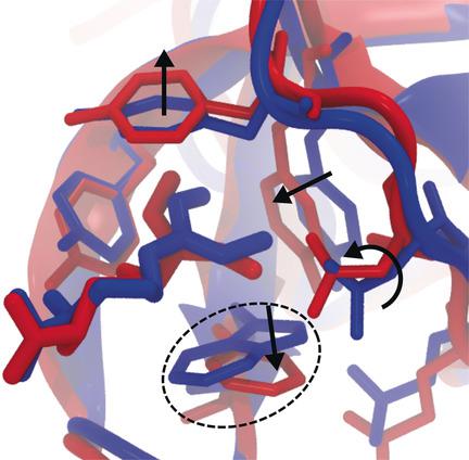 生存运动神经元都铎域的二甲基精氨酸识别的构象选择。,Angewandte Chemie International Edition - X-MOL