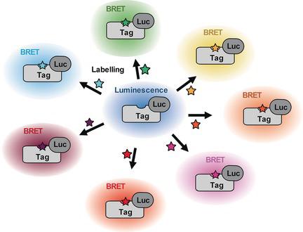 Luciferases with Tunable Emission Wavelengths,Angewandte Chemie ...