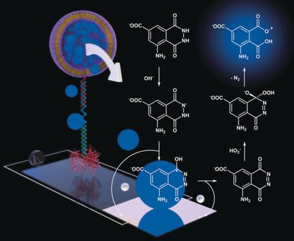Electrochemiluminescence Bioassays with a Water‐Soluble Luminol ...