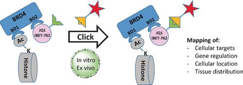 单击化学：在细胞生物学和药物发现中的新应用,Angewandte Chemie International Edition - X-MOL