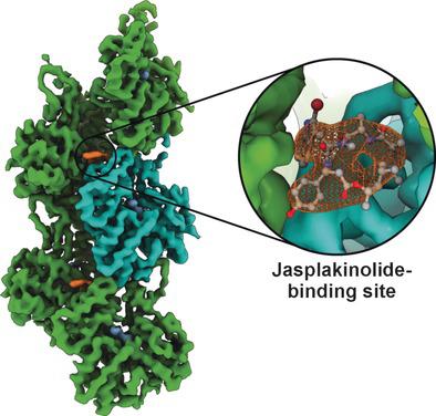 Cryo-EM彻底改变了生物分子的结构测定,Angewandte Chemie International Edition - X-MOL