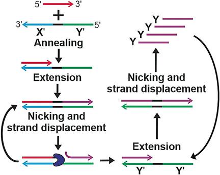 核酸的指数等温扩增和蛋白质，细胞，小分子和酶活性的测定：一个EXPAR实例,Angewandte Chemie International ...