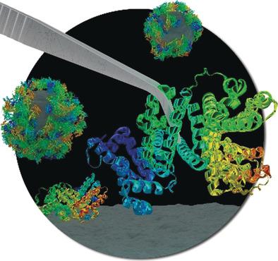 Engineering Proteins at Interfaces: From Complementary Characterization ...