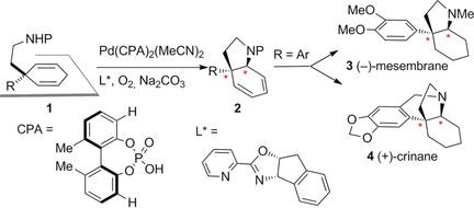 Palladium‐Catalyzed Enantioselective Desymmetrizing Aza‐Wacker Reaction ...