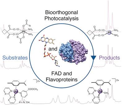 FAD 和黄素蛋白对铂和钌抗癌复合物的生物正交催化活化。,Angewandte Chemie International Edition ...