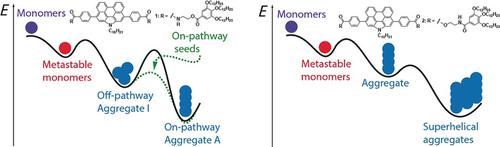 Pathway Complexity Versus Hierarchical Self‐Assembly in N‐Annulated ...