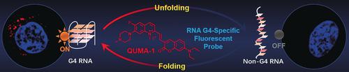 Tracking the Dynamic Folding and Unfolding of RNA G‐Quadruplexes in ...