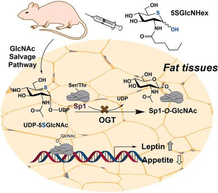 Metabolic Inhibitors of O‐GlcNAc Transferase That Act In Vivo Implicate Decreased O‐GlcNAc ...