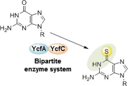 Enzymatic Thioamide Formation in a Bacterial Antimetabolite Pathway ...