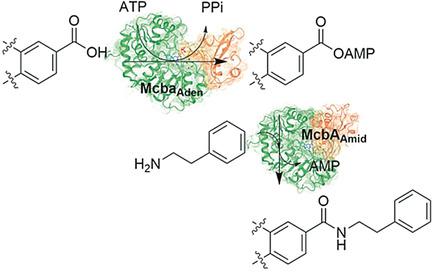 The Broad Aryl Acid Specificity of the Amide Bond Synthetase McbA ...