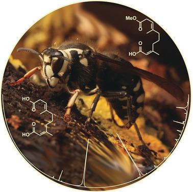 Maculatic Acids—Sex Attractant Pheromone Components of Bald‐Faced ...