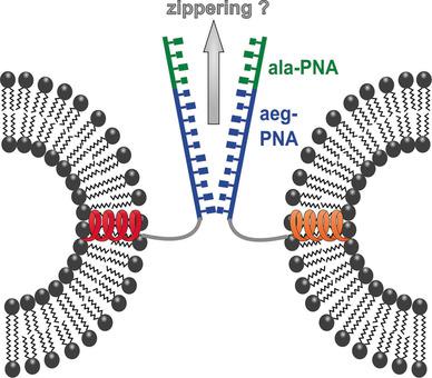 PNA杂合序列作为SNARE蛋白模拟肽中的识别单位,Angewandte Chemie International Edition - X-MOL