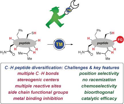 Late‐Stage Peptide Diversification by Position‐Selective C−H Activation ...
