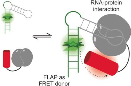 RNA Structure and Cellular Applications of Fluorescent Light-Up ...