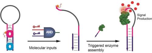 DNA‐Mediated Proximity‐Based Assembly Circuit for Actuation of ...