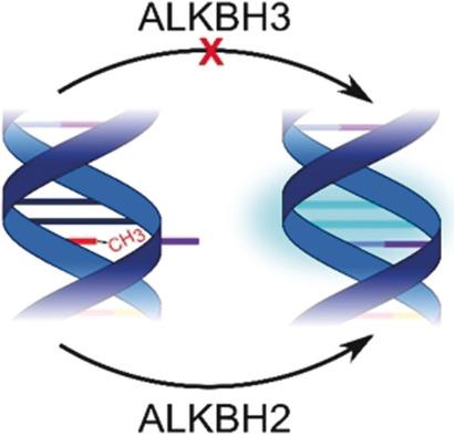 ALKBH2 荧光探针可测量 DNA 烷基化修复和耐药反应,Angewandte Chemie International Edition ...
