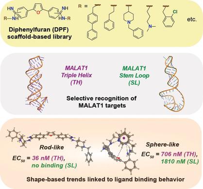 通过调节RNA结合支架发现MALAT1的小分子配体,Angewandte Chemie International Edition - X-MOL
