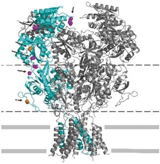 Bioorthogonal Click Chemistry Enables Site‐specific Fluorescence ...