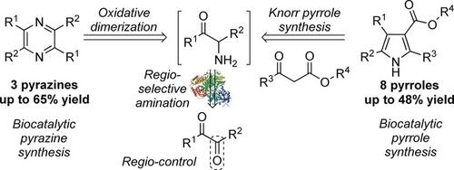 Chemo-Enzymatic Synthesis of Pyrazines and Pyrroles.,Angewandte Chemie ...