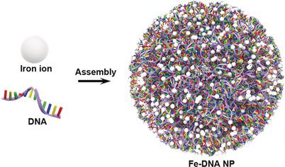 Engineering Multifunctional DNA Hybrid Nanospheres through Coordination‐Driven Self‐Assembly ...