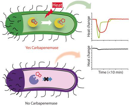 Label‐Free Visualization of Carbapenemase Activity in Living Bacteria ...