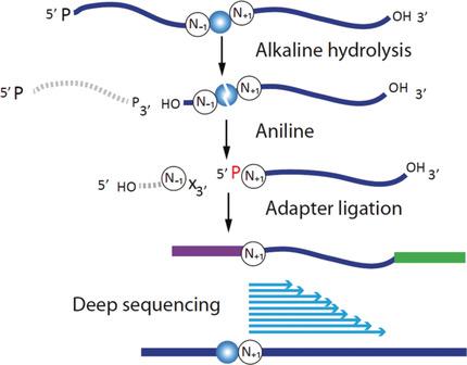 AlkAniline‐Seq: Profiling of m7G and m3C RNA Modifications at Single ...
