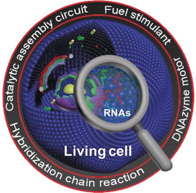 In Situ Amplification-Based Imaging of RNA in Living Cells.,Angewandte ...
