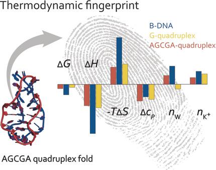 富含AGCGA的DNA折叠成四螺旋结构的能量基础。,Angewandte Chemie International Edition - X-MOL