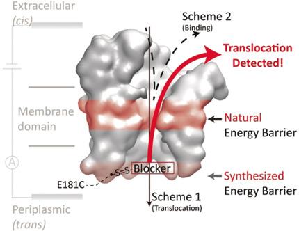 跨膜通道的小分子渗透：化学修饰以量化跨OmpF的运输。,Angewandte Chemie International Edition - X-MOL