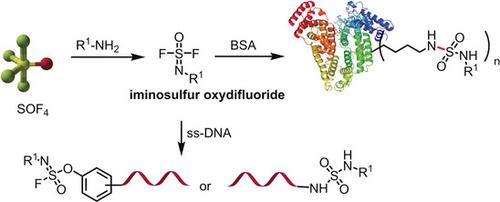 Biocompatible SuFEx Click Chemistry: Thionyl Tetrafluoride (SOF4 ...