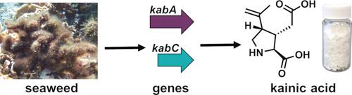 Scalable Biosynthesis of the Seaweed Neurochemical, Kainic Acid ...