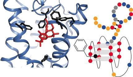 A Receptor‐Guided Design Strategy for Ligand Identification,Angewandte ...