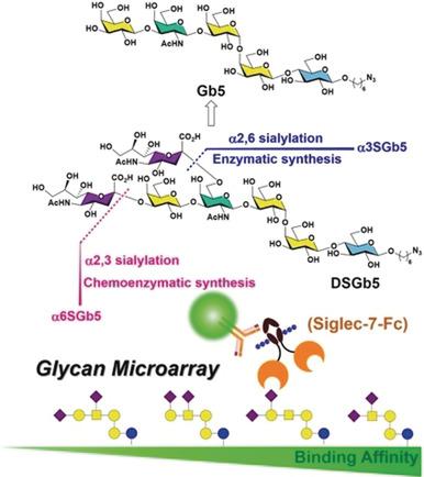 DSGb5和唾液酸化的Globo系列聚糖的化学酶法合成。,Angewandte Chemie International Edition ...