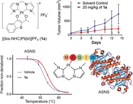 An Antitumor Bis(N-Heterocyclic Carbene)Platinum(II) Complex That Engages Asparagine Synthetase ...