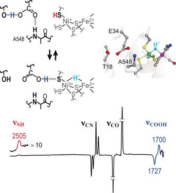 Cysteine SH and Glutamate COOH Contributions to [NiFe] Hydrogenase ...