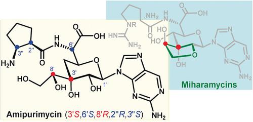 The Miharamycins and Amipurimycin: their Structural Revision and the ...
