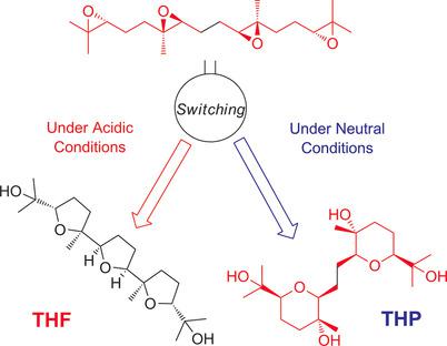 Critical Switching of Cyclization Modes of Polyepoxides in Acidic ...
