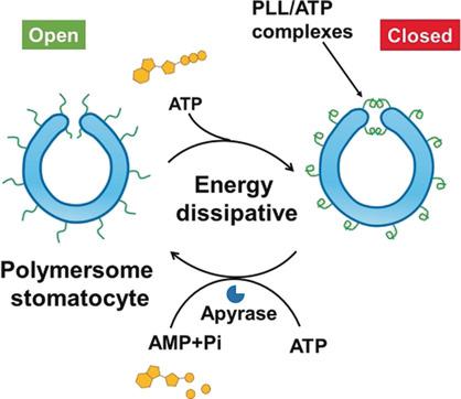 ATP 介导的口细胞纳米系统的瞬时行为。,Angewandte Chemie International Edition - X-MOL