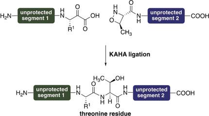 A Threonine-Forming Oxazetidine Amino Acid for the Chemical Synthesis ...