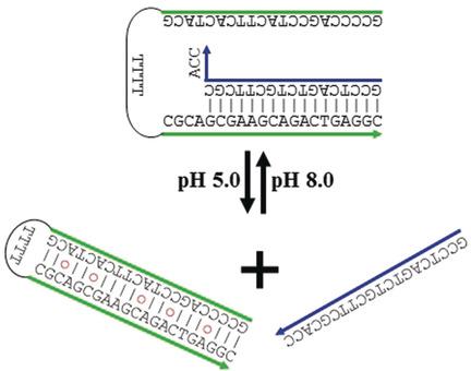 Rational Design of pH-Responsive DNA Motifs with General Sequence ...