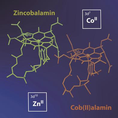 Zinc Substitution of Cobalt in Vitamin B12 : Zincobyric acid and ...