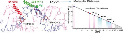 通过 EPR/ENDOR 光谱测量 19 F 核自旋的埃至纳米分子距离。,Angewandte Chemie International ...