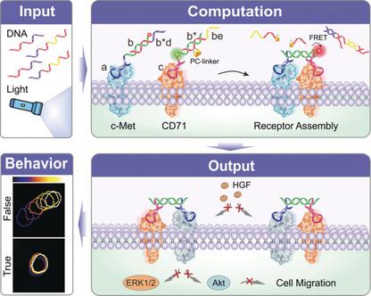 Logic-Gate-Actuated DNA-Controlled Receptor Assembly for the ...