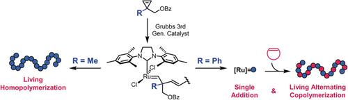 从活的开环易位聚合（ROMP）到单加成和交替ROMP调节环丙烯的反应性。,Angewandte Chemie International ...
