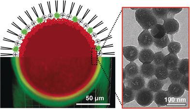 Bottom-Up Assembly of DNA-Silica Nanocomposites into Micrometer-Sized ...