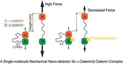 磷酸化降低了α-Catenin/β-Catenin复合物的机械稳定性。,Angewandte Chemie International ...