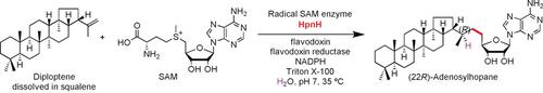 Characterization of Radical SAM Adenosylhopane Synthase, HpnH, which ...
