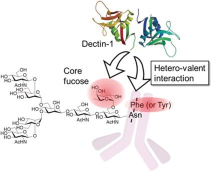 The Core Fucose on an IgG Antibody is an Endogenous Ligand of Dectin-1 ...